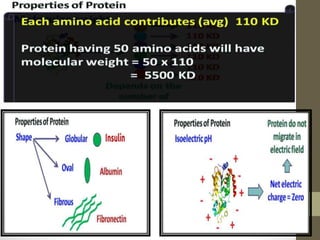 protein classification and it's properties | PPTX