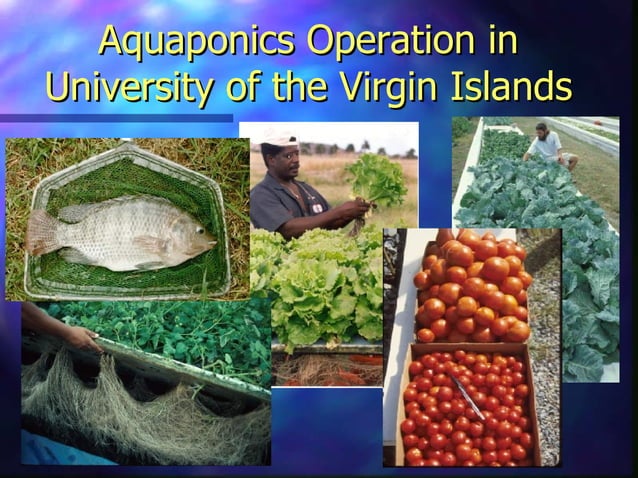 Friendly Aquaponics: the basics of the system | PPT