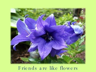 Friends are Like Flowers | PPS