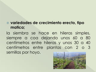 Frijol calima | PPTX