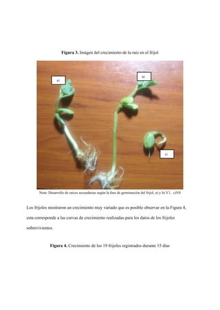 FRIJOL Common bean (Phaseolus vulgaris).pdf