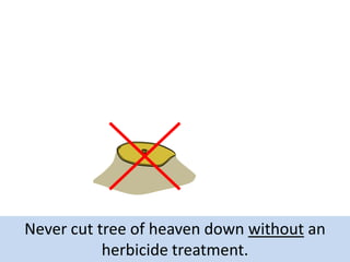 Tree of Heaven Control using Foam Herbicide | PPTX