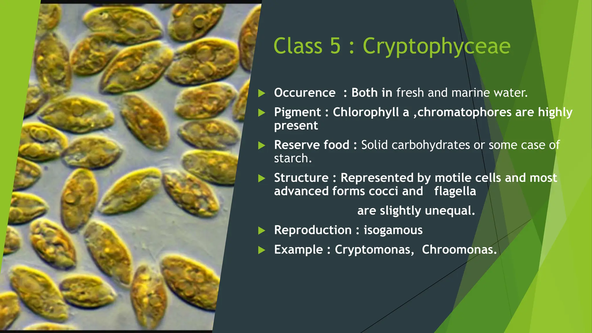 Fritsch classification of microalgae.pptx