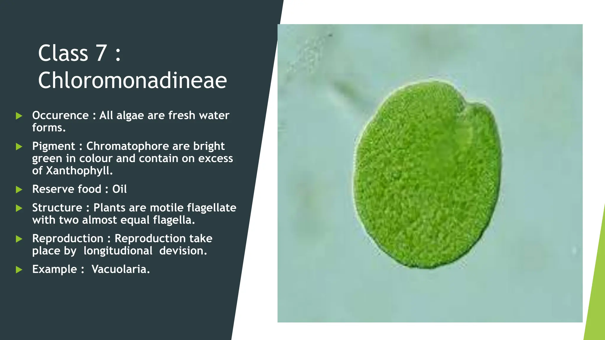 Fritsch classification of microalgae.pptx