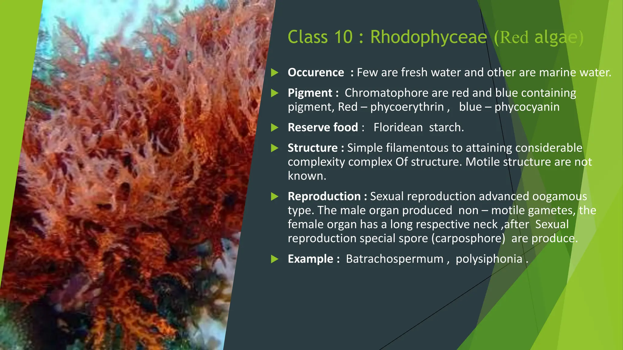 Fritsch classification of microalgae.pptx