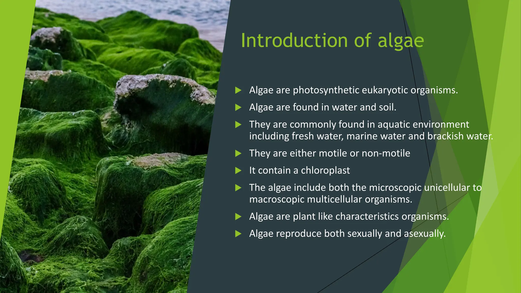 Fritsch classification of microalgae.pptx