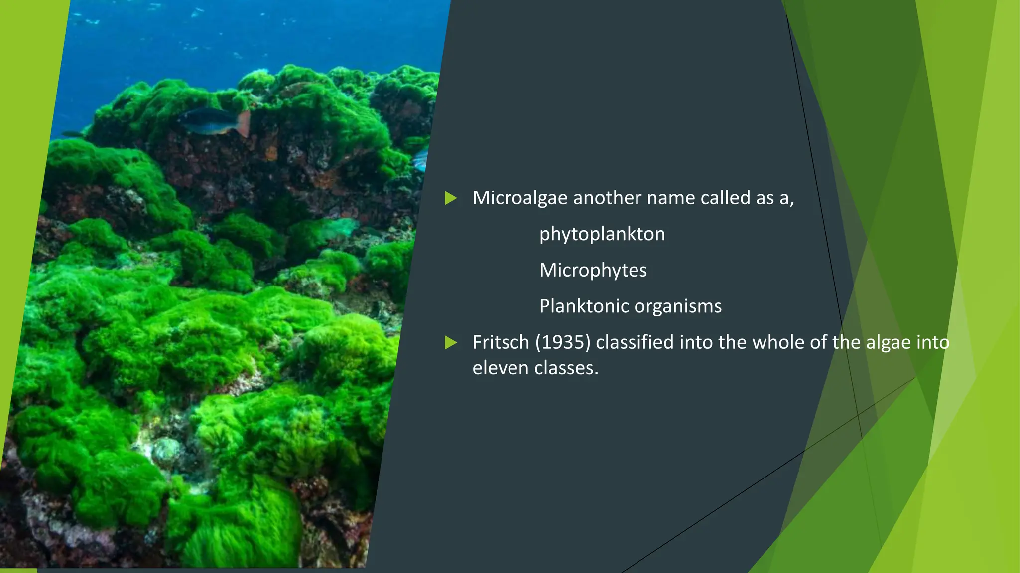 Fritsch classification of microalgae.pptx