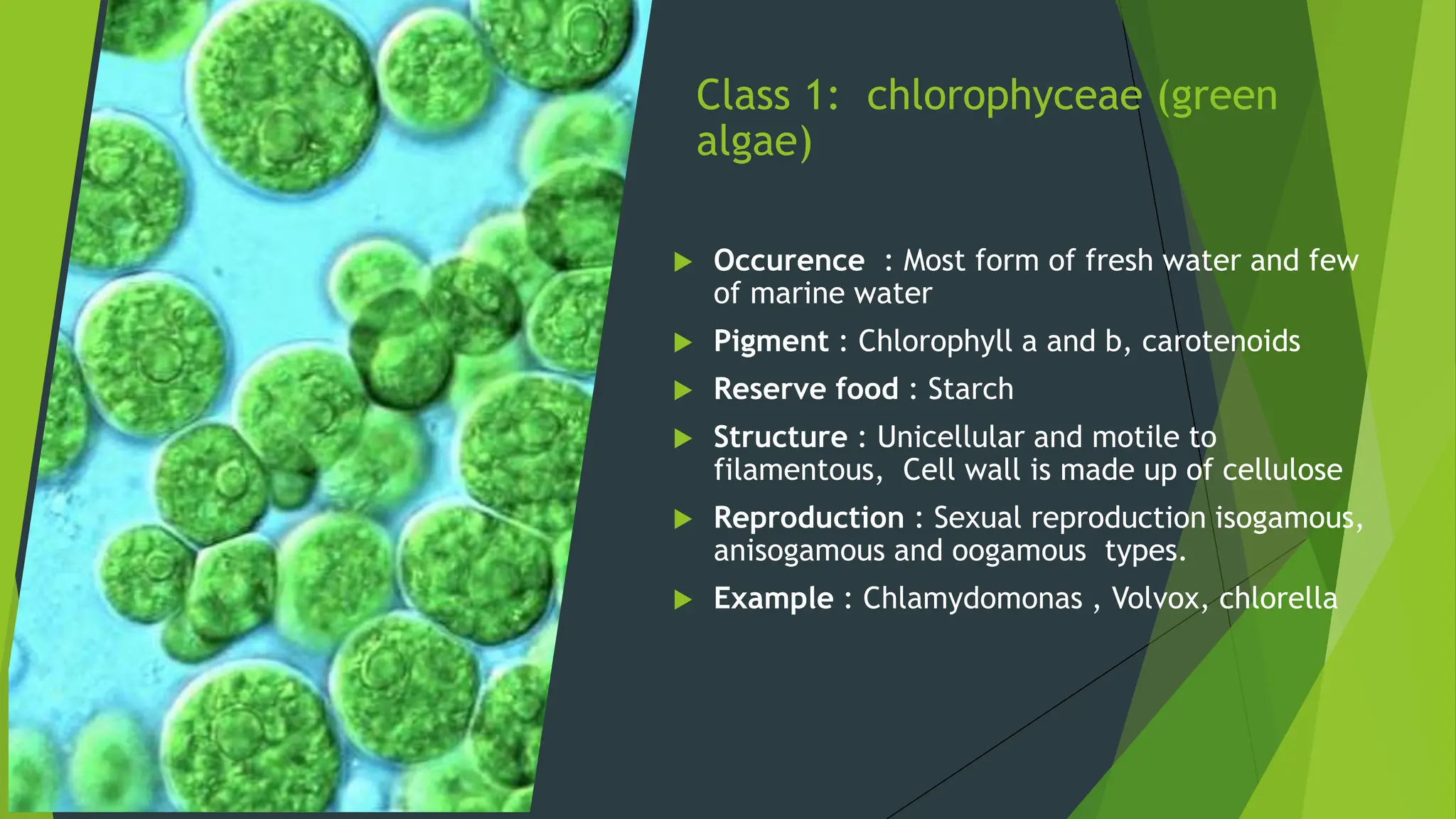 Fritsch classification of microalgae.pptx
