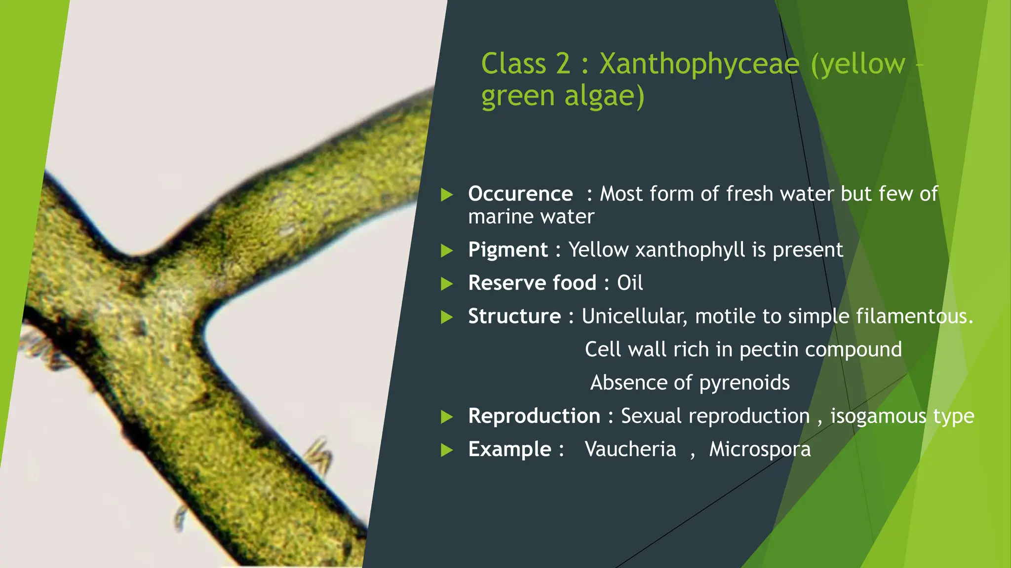 Fritsch classification of microalgae.pptx