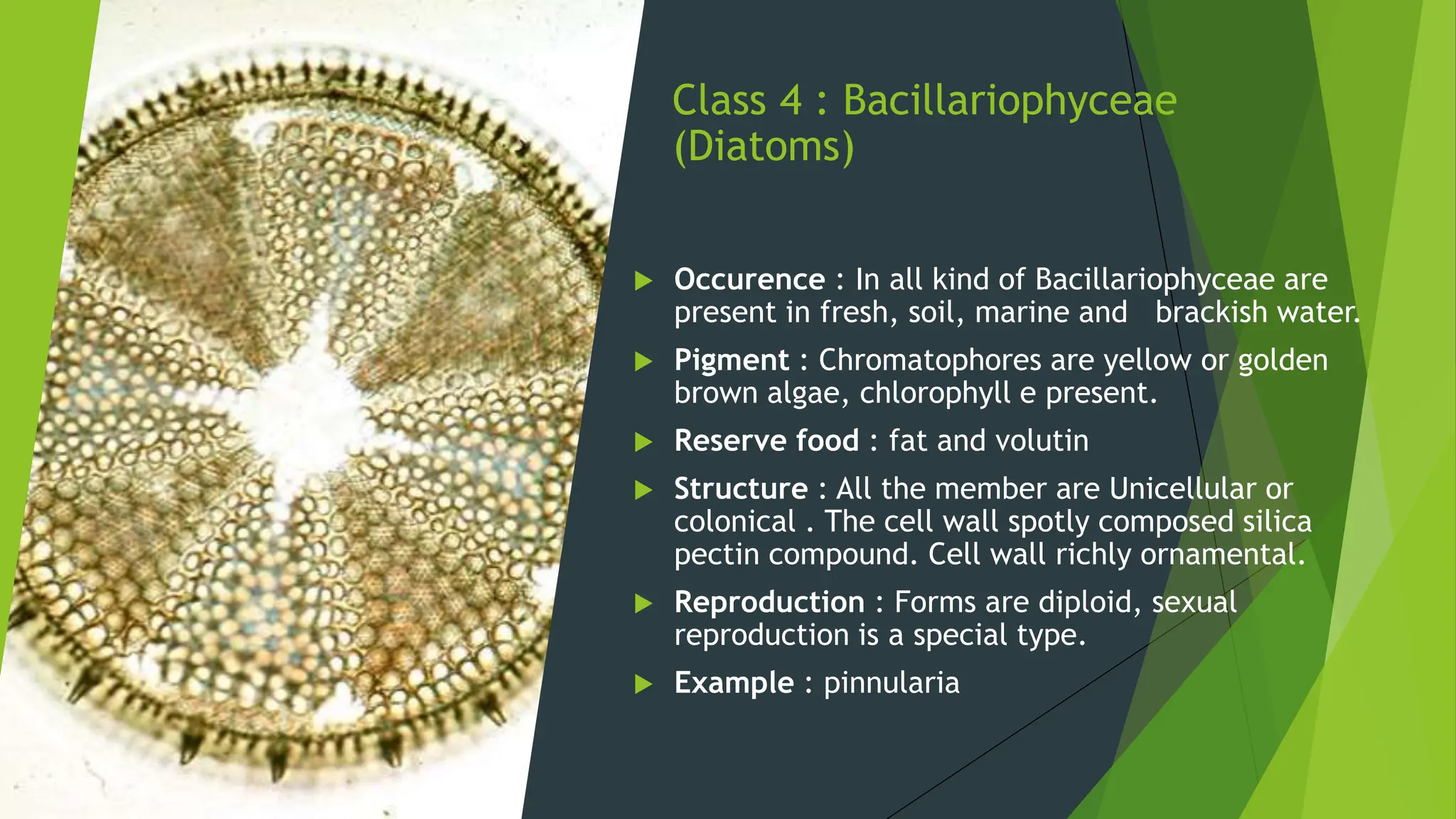 Fritsch classification of microalgae.pptx