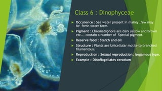 Fritsch classification of microalgae.pptx