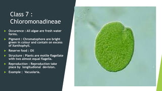 Fritsch classification of microalgae.pptx