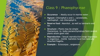 Fritsch classification of microalgae.pptx