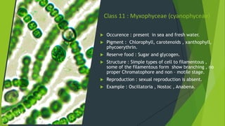Fritsch classification of microalgae.pptx