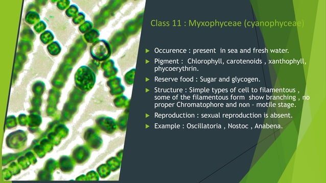 Fritsch classification of microalgae.pptx