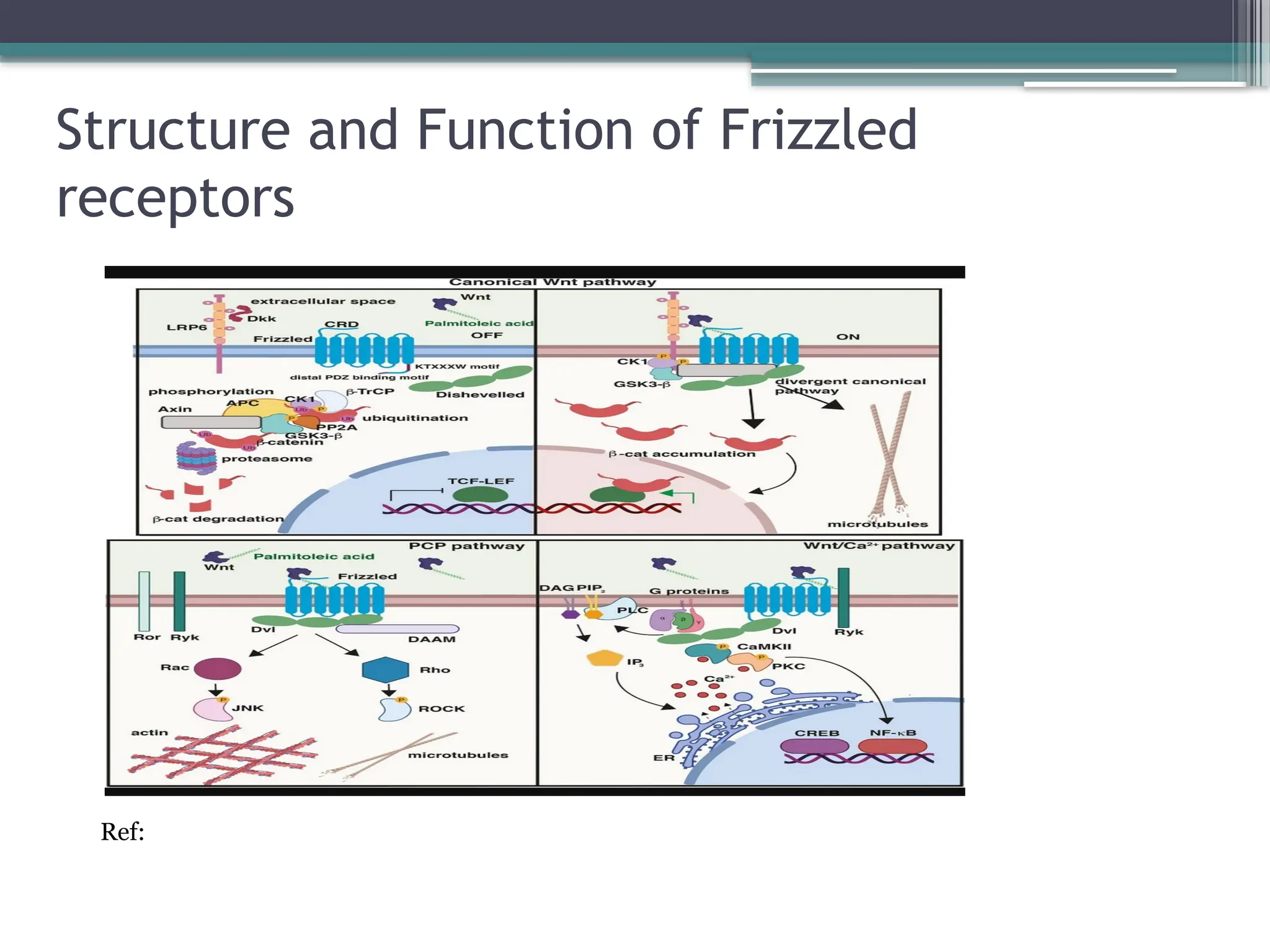 Frizzed receptors in development and disease.pptx