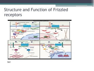 Frizzed receptors in development and disease.pptx