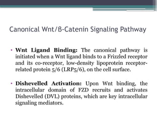 Frizzed receptors in development and disease.pptx