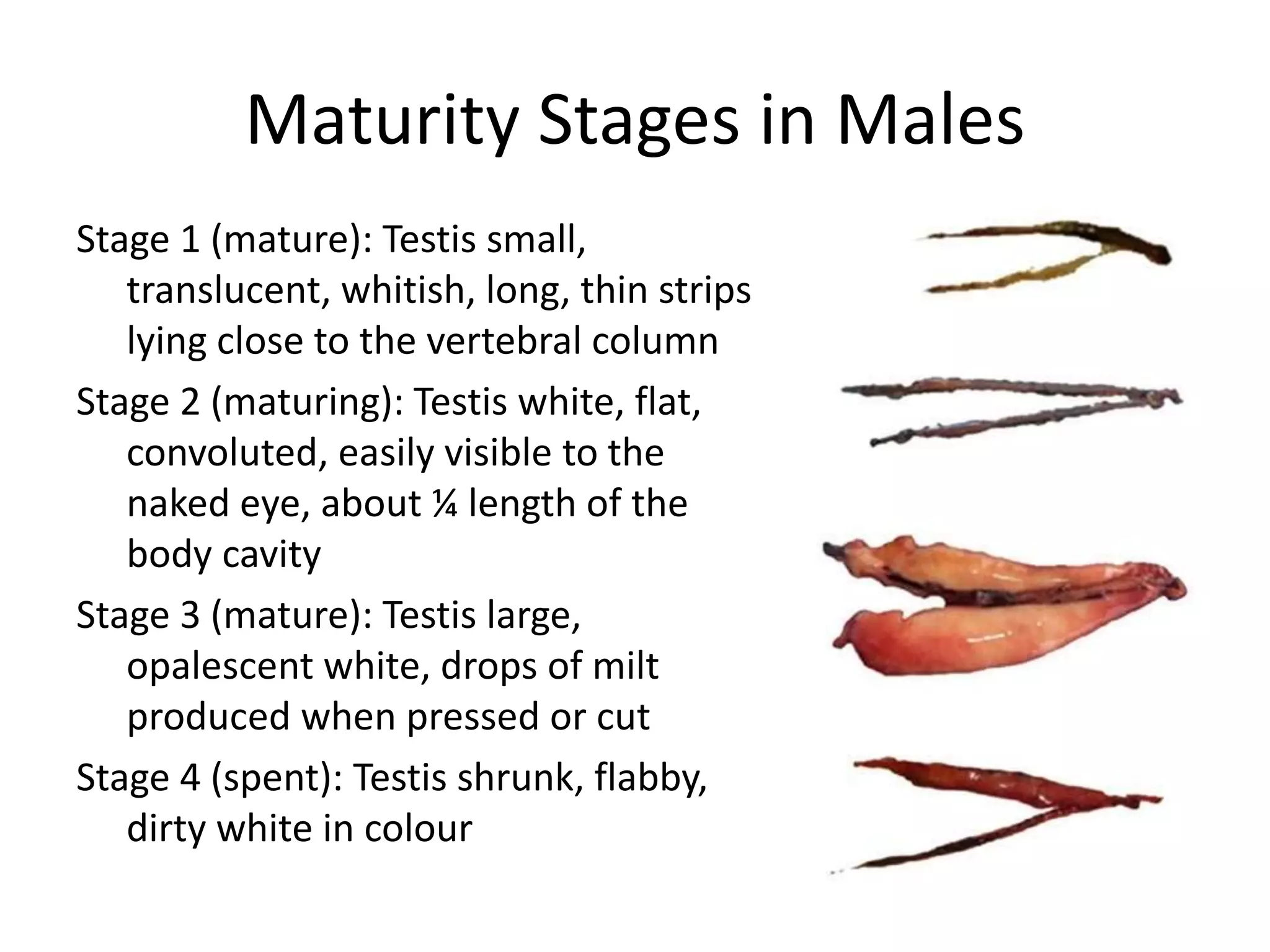 Reproductive cycles - Semelparity & Iteroparity Maturation & Maturity ...