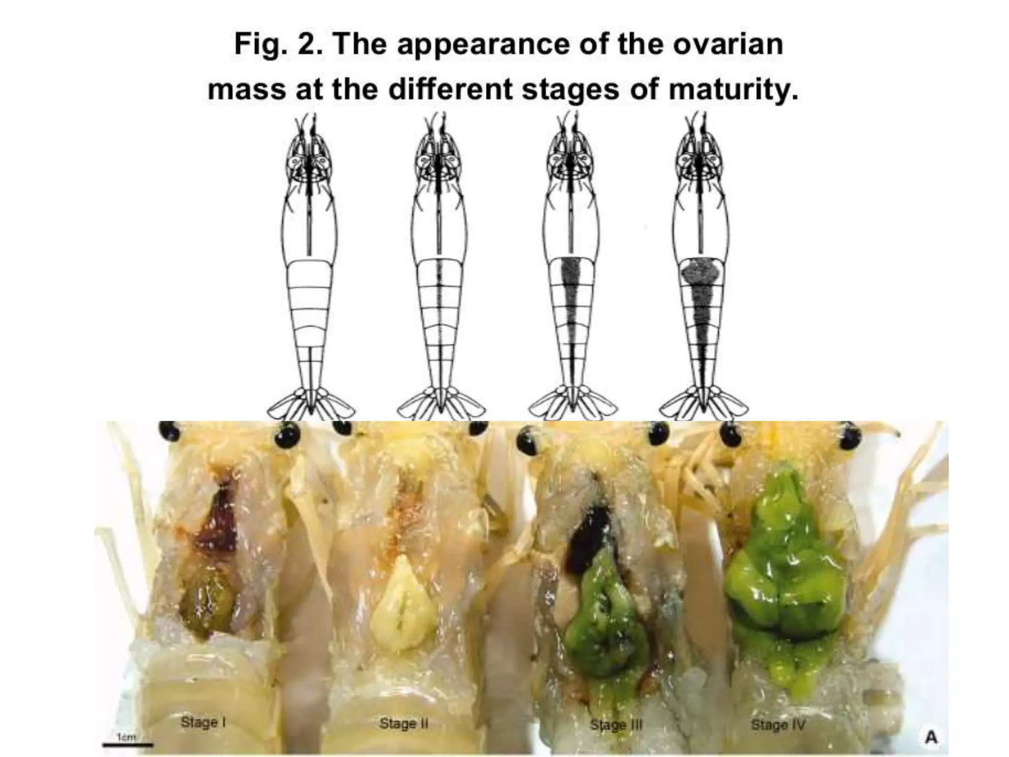 Reproductive cycles - Semelparity & Iteroparity Maturation & Maturity ...