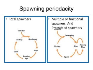 Reproductive cycles - Semelparity & Iteroparity Maturation & Maturity ...