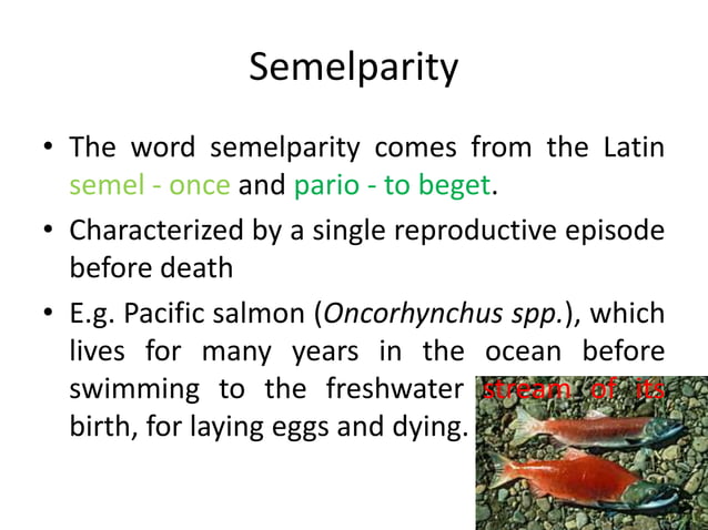 Reproductive cycles - Semelparity & Iteroparity Maturation & Maturity ...