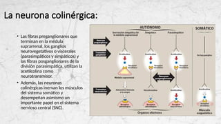 Fármacos Colinérgico y anticolinérgicos.pptx