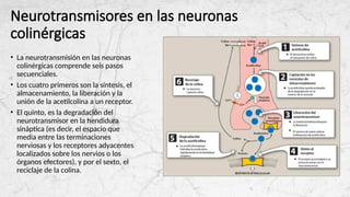 Fármacos Colinérgico y anticolinérgicos.pptx