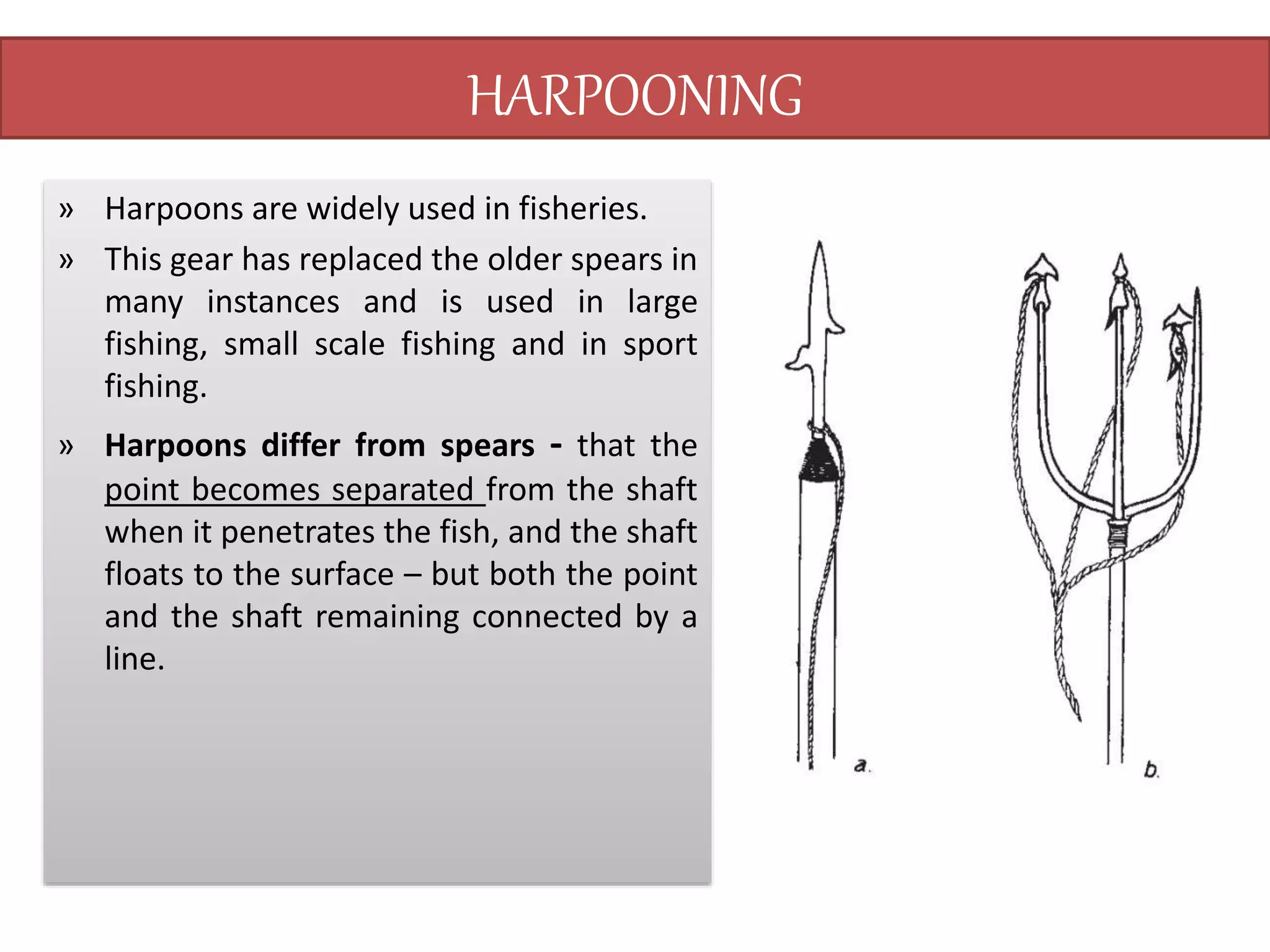 Spearing, Harpooning and Shooting fish.pptx