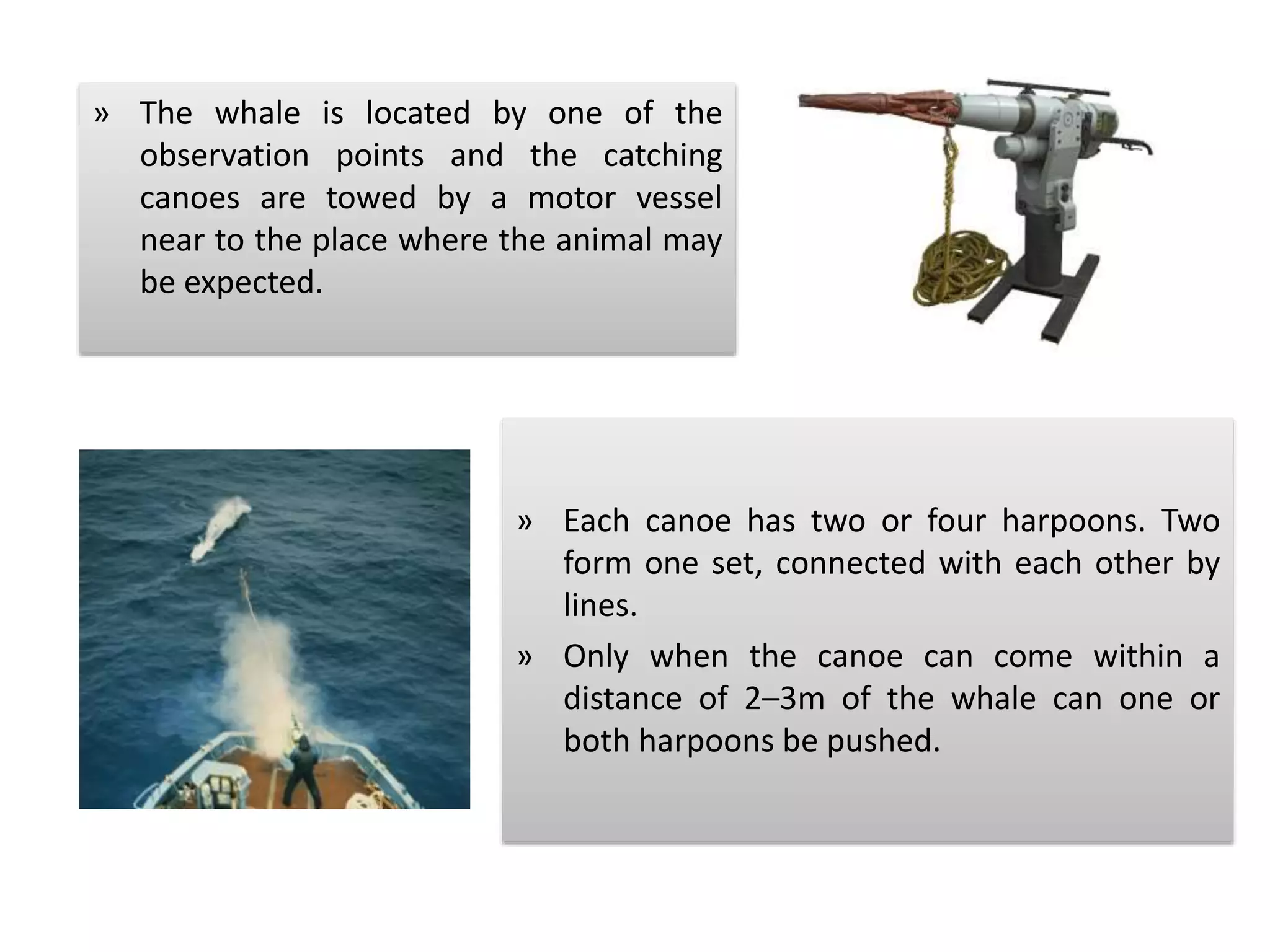 Spearing, Harpooning and Shooting fish.pptx