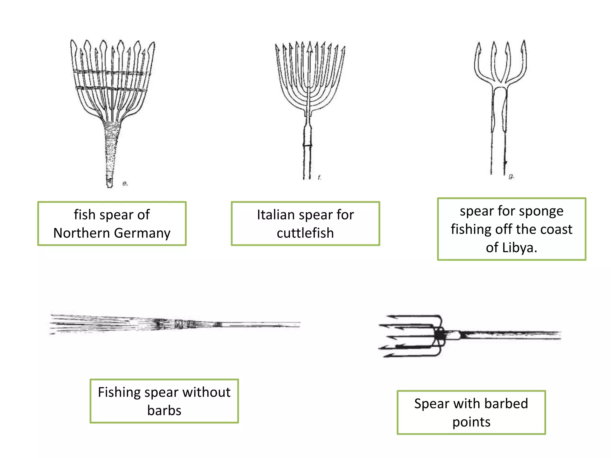 Spearing, Harpooning and Shooting fish.pptx
