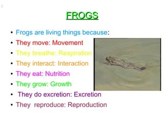 Frog | ODP