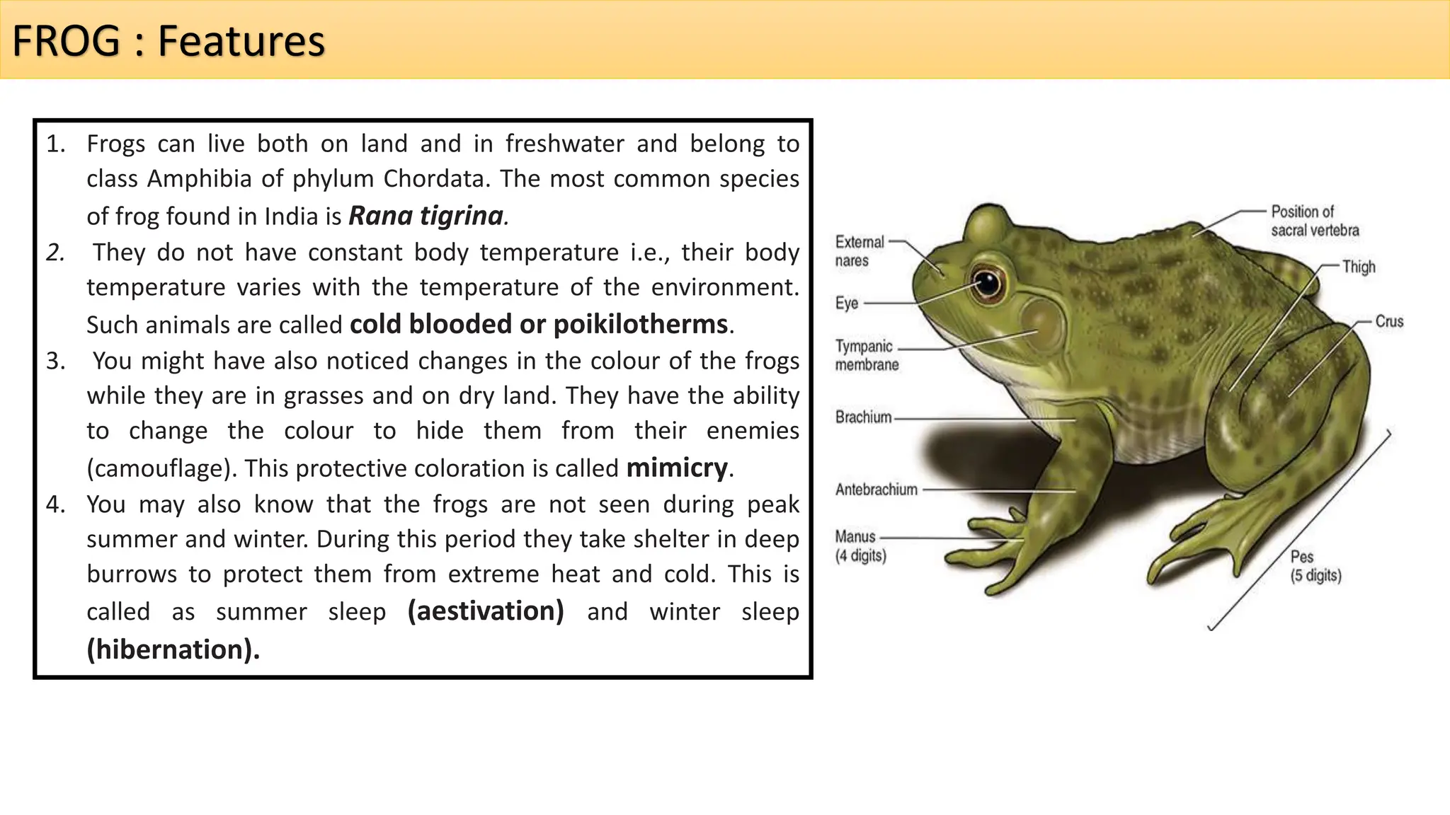 frog-170829165233.pdf rana tigrina explanation | PDF