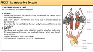 frog-170829165233.pdf rana tigrina explanation | PDF