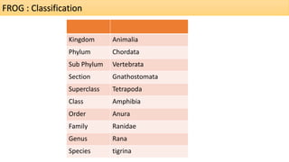 frog-170829165233.pdf rana tigrina explanation | PDF