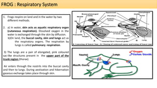 frog-170829165233.pdf rana tigrina explanation | PDF
