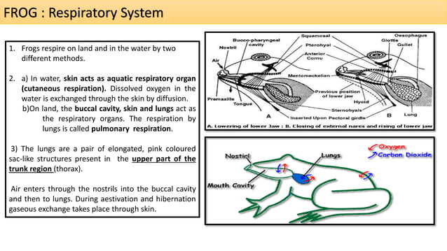 frog-170829165233.pdf rana tigrina explanation | PDF