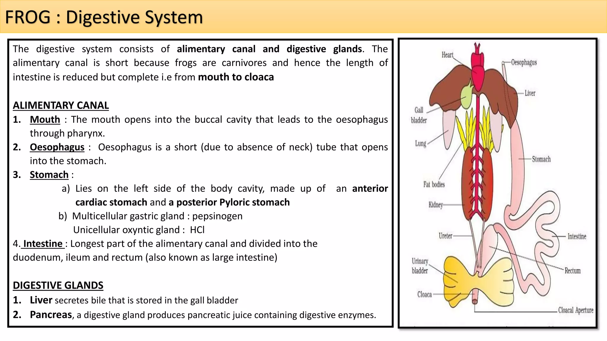 Frog | PPSX | Digestive Disorders | Diseases and Conditions