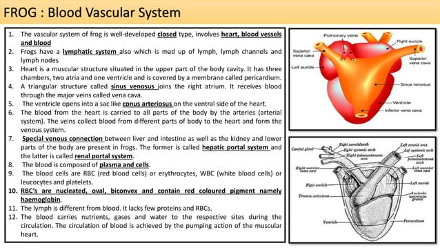 Frog | PPSX | Digestive Disorders | Diseases and Conditions