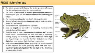 Frog Digestive System Flow Chart