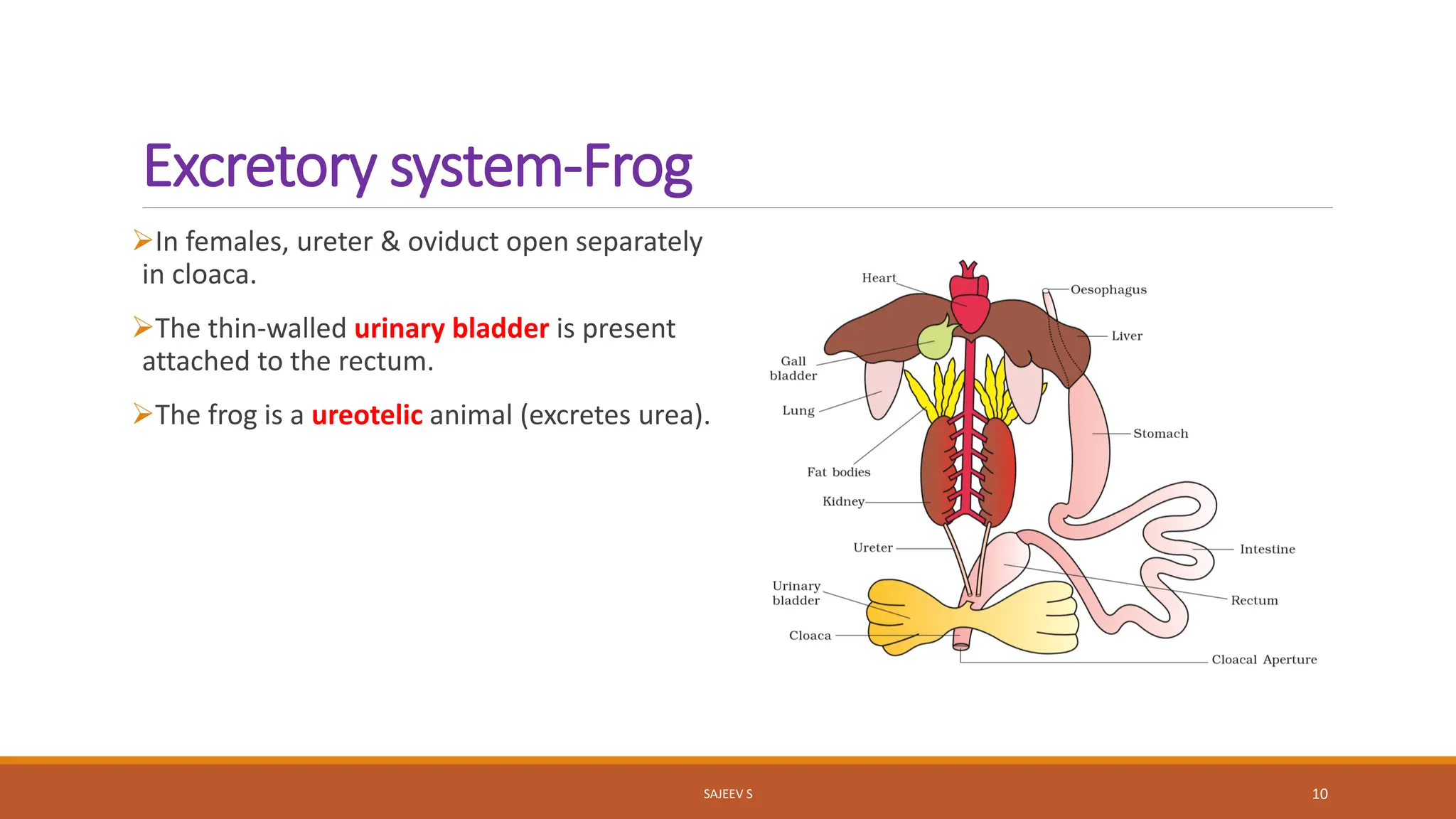 Animal morphology frog - Higher secondary second year zoology.pdf