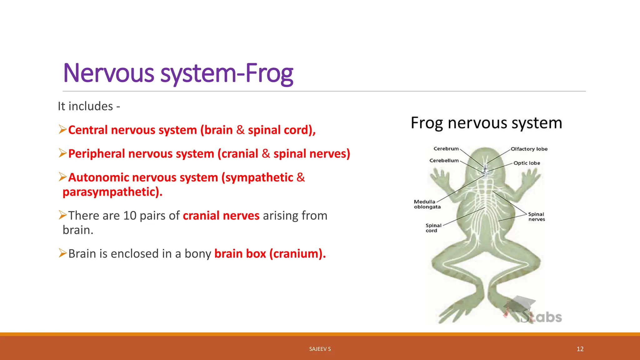 Animal morphology frog - Higher secondary second year zoology.pdf