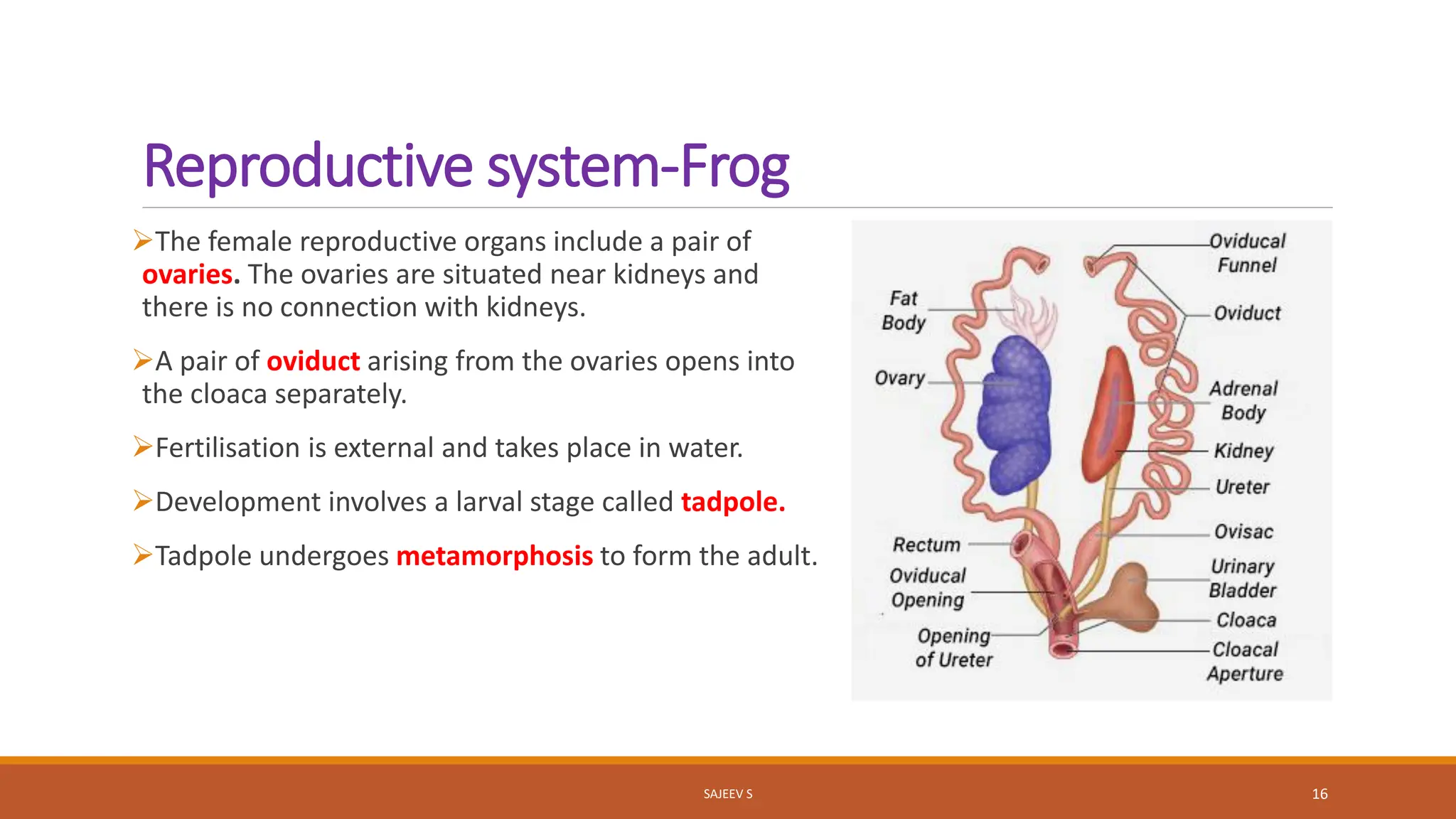 Animal morphology frog - Higher secondary second year zoology.pdf