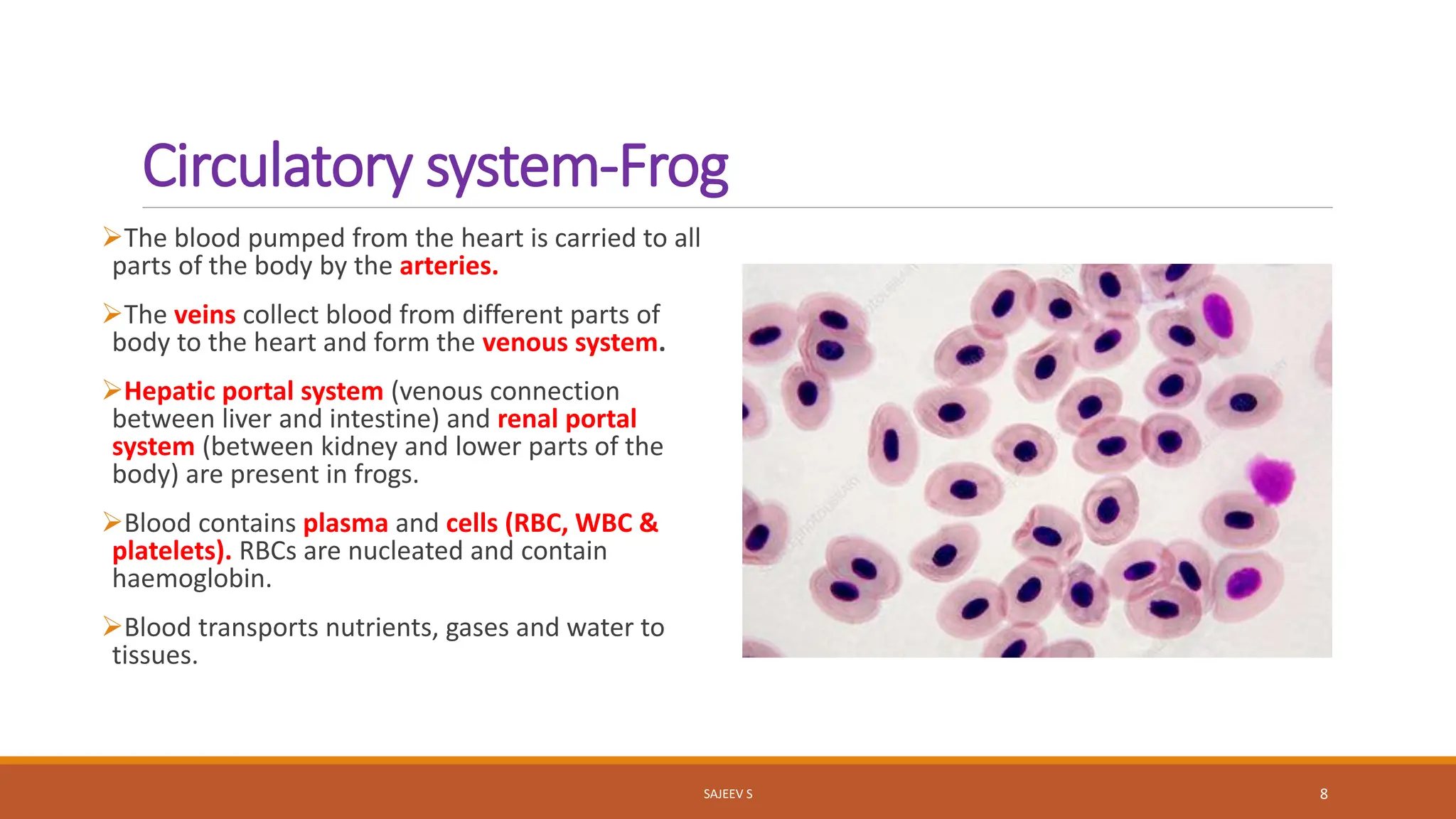 Animal morphology frog - Higher secondary second year zoology.pdf