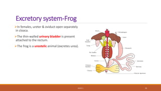 Animal morphology frog - Higher secondary second year zoology.pdf
