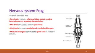 Animal morphology frog - Higher secondary second year zoology.pdf