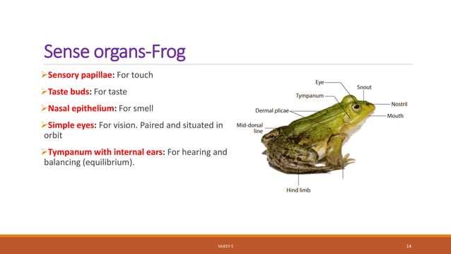 Animal morphology frog - Higher secondary second year zoology.pdf