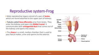 Animal morphology frog - Higher secondary second year zoology.pdf