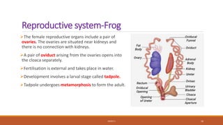 Animal morphology frog - Higher secondary second year zoology.pdf