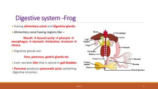 Animal morphology frog - Higher secondary second year zoology.pdf